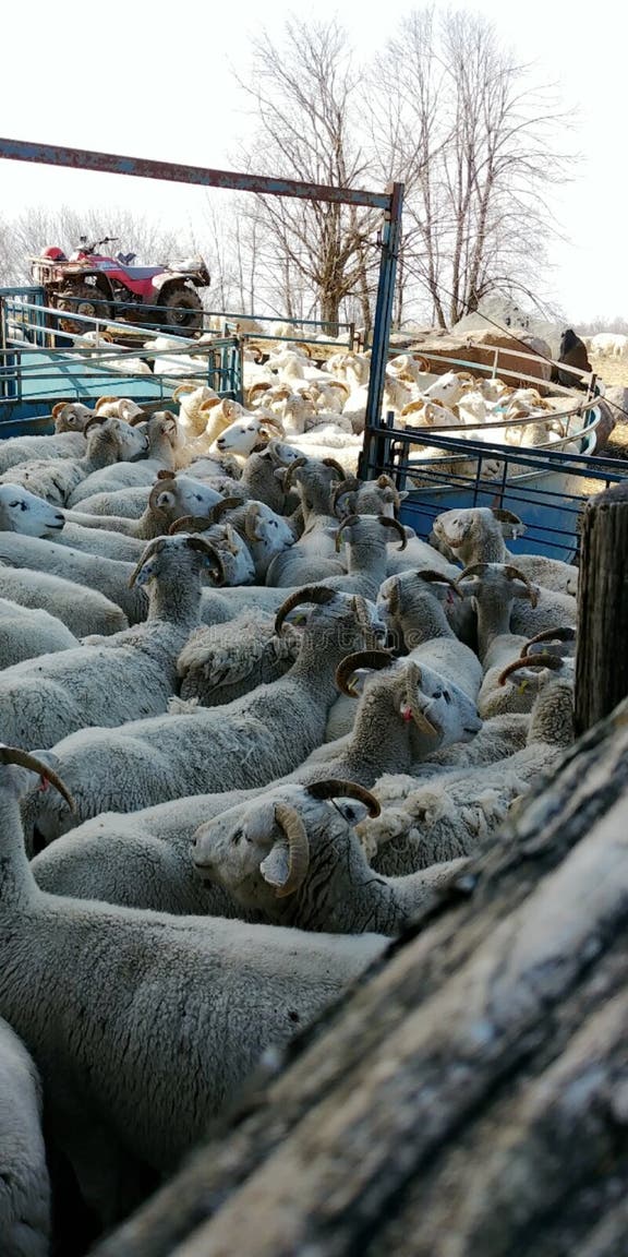Sheep sorting stock image. Image of horn, whiltshire - 135527255