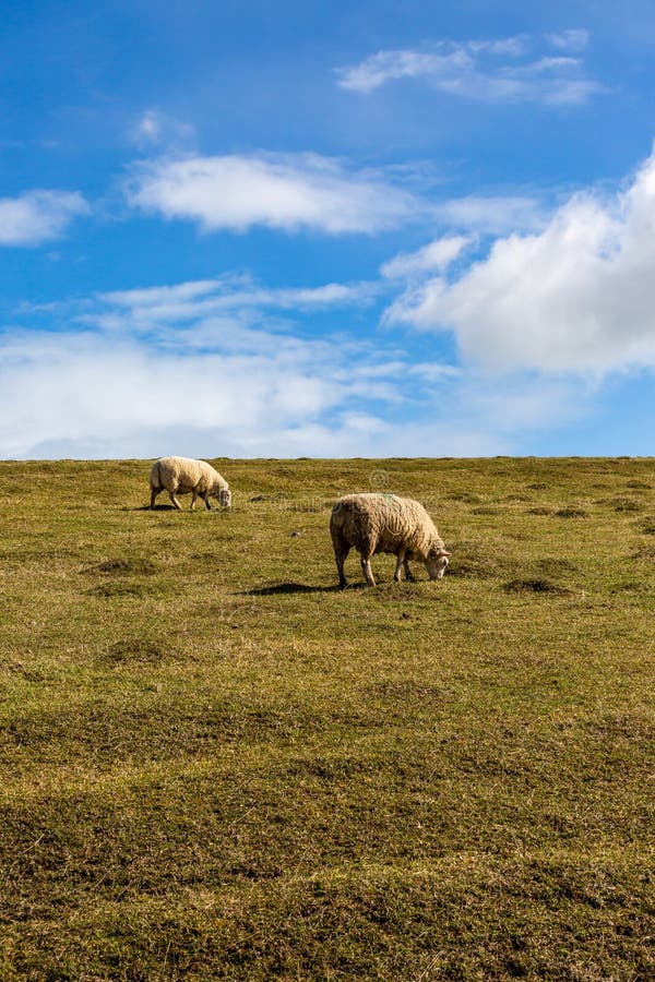 Sheep on a Souh Downs Hillside on a Sunny Day Stock Photo - Image of ...