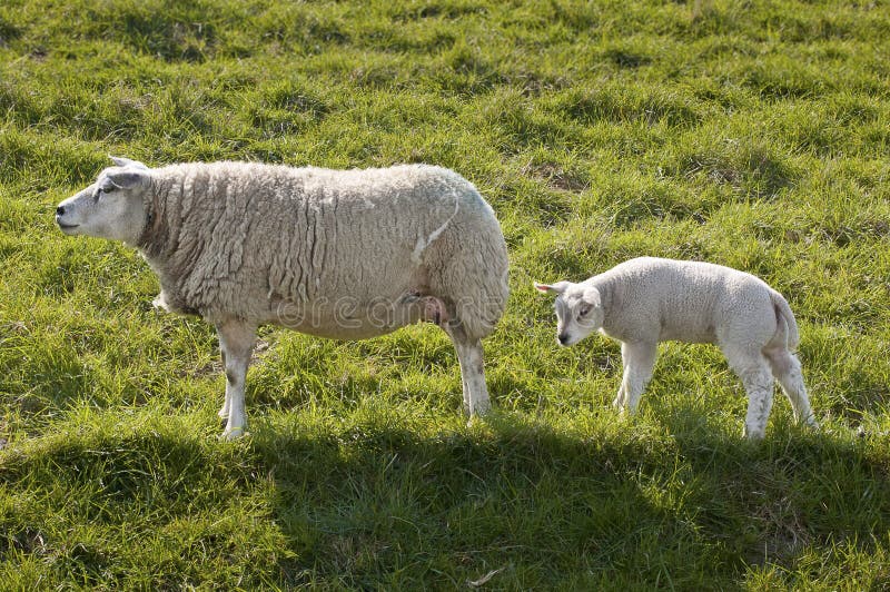 Sheep in spring stock image. Image of young, grass, full - 24414311