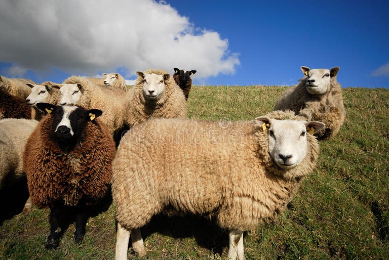 Sheep in spring stock image. Image of friendly, field - 4648461