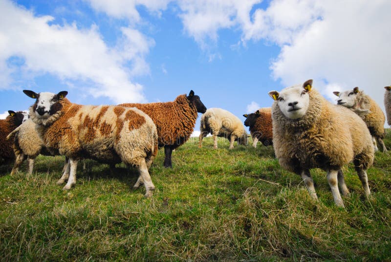 Sheep in spring stock image. Image of animal, mammal, green - 4648477