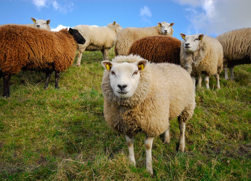 Sheep in spring stock image. Image of field, curious, cute - 4648517