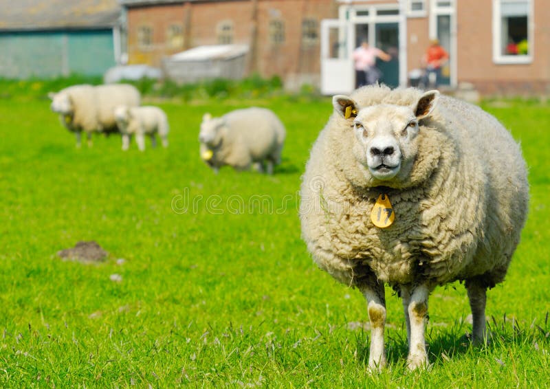 Cute sheep stock image. Image of affectionate, curious - 923105