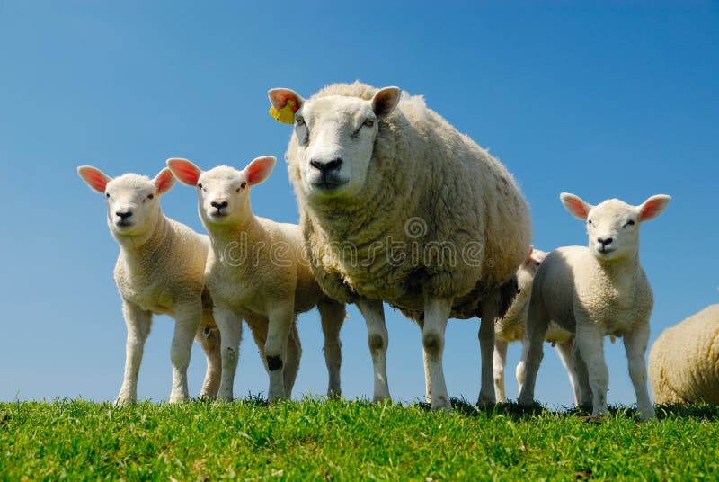 Mother Sheep and Her Lambs in Spring Stock Photo - Image of blue ...