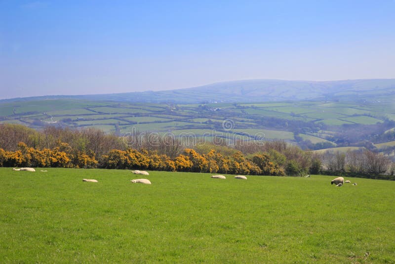 Spring Lambs stock image. Image of forest, reeds, fields - 12056577