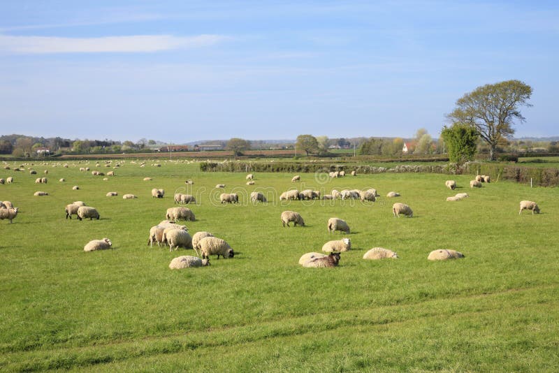 Sheep and spring lambs stock image. Image of farm, fleece - 53765941