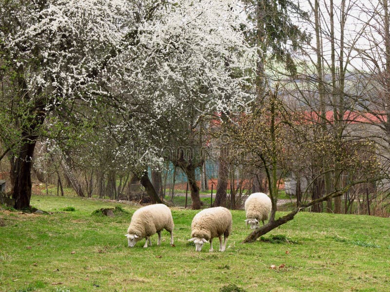Sheep in spring stock photo. Image of nature, sheep, spring - 39245280
