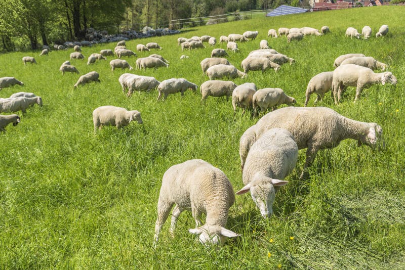 Sheep at spring time stock photo. Image of livestock - 71261986