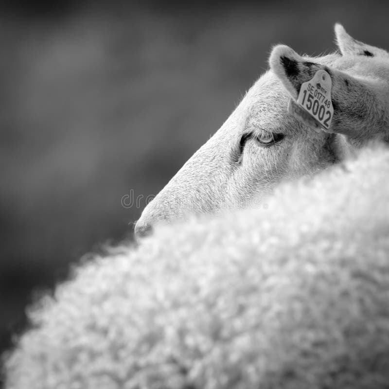 Sheep in square stock photo. Image of monochrome, animal - 95185982