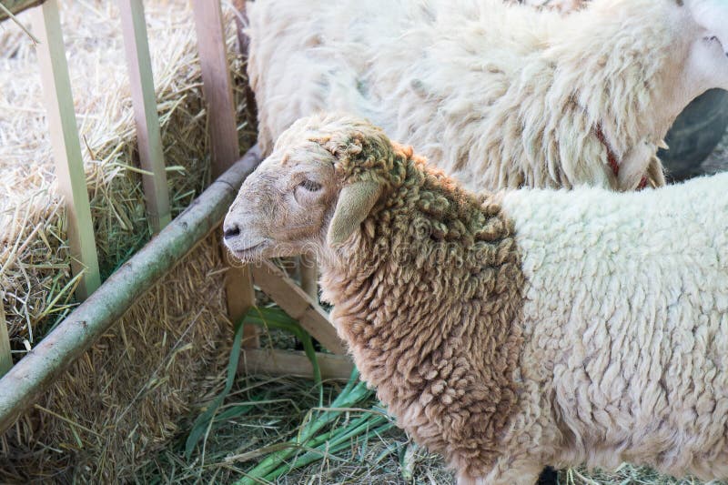 Sheep in a stable stock photo. Image of domestic, flock - 87798070