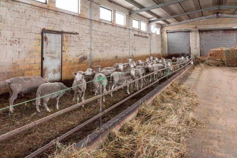 Sheep in stable stock photo. Image of window, cattle - 59142238