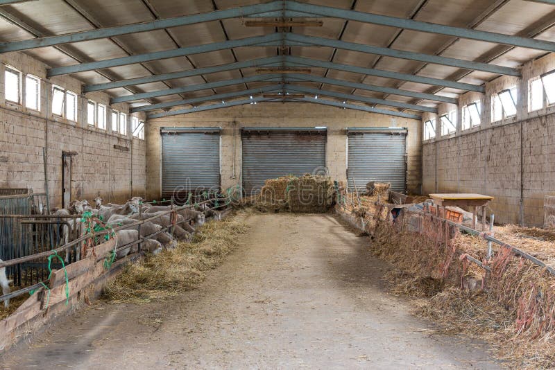 Sheep in stable stock image. Image of pasture, wildlife - 59021559