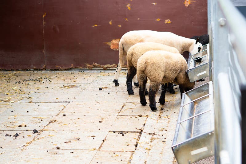 Sheep in Stable on the Farm Stock Photo - Image of mutton, agriculture ...