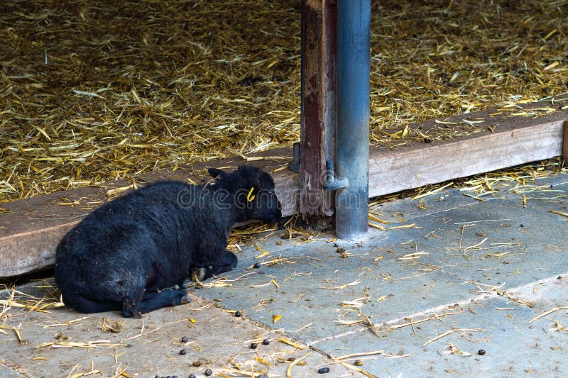 Sheep in Stable on the Farm Stock Image - Image of crowded, crowd ...