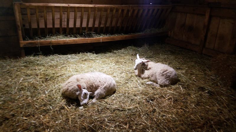 Sheep in a Stable on a Farm Stock Photo - Image of domestic, wool ...