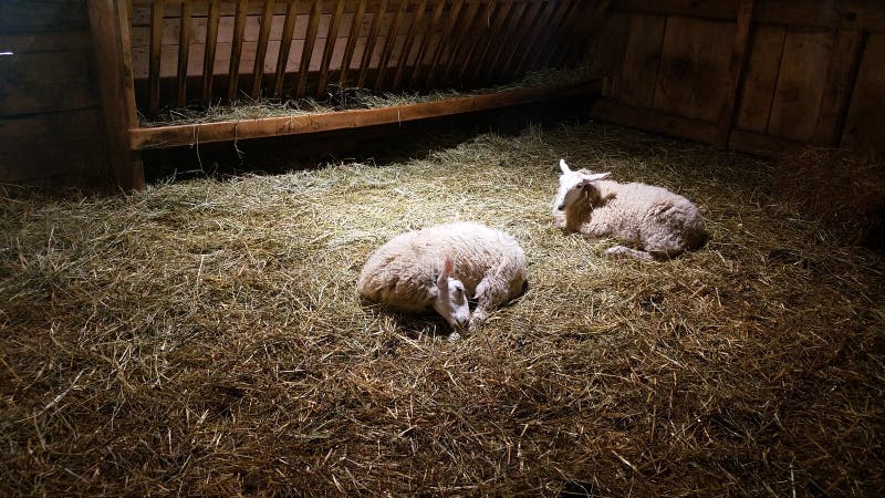 Sheep in a Stable on a Farm Stock Image - Image of sheep, agriculture ...