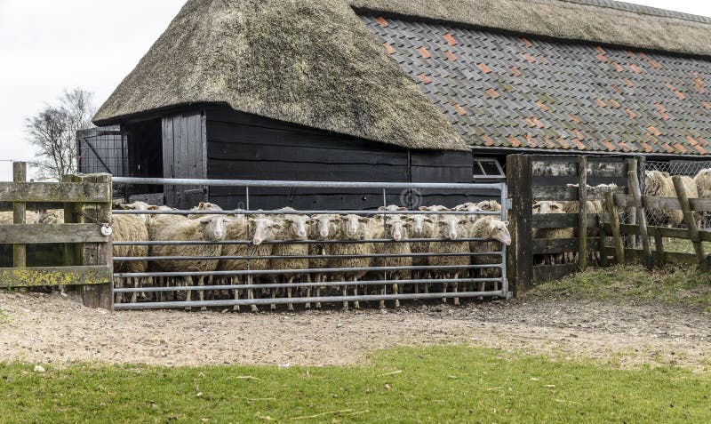 Sheep at the stable stock photo. Image of lamb, waiting - 50512910