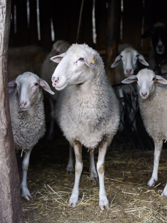 Sheep in the stable stock photo. Image of ruminants - 187220616
