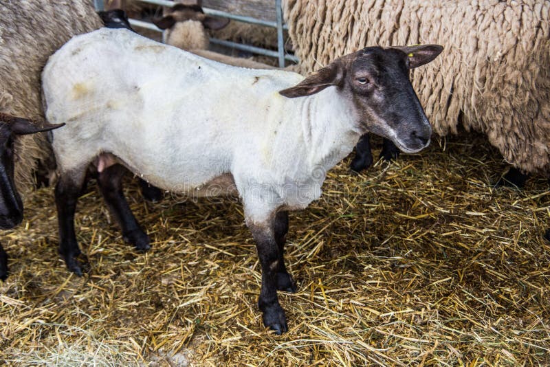 Sheep in the stable stock photo. Image of ruminants - 187220616