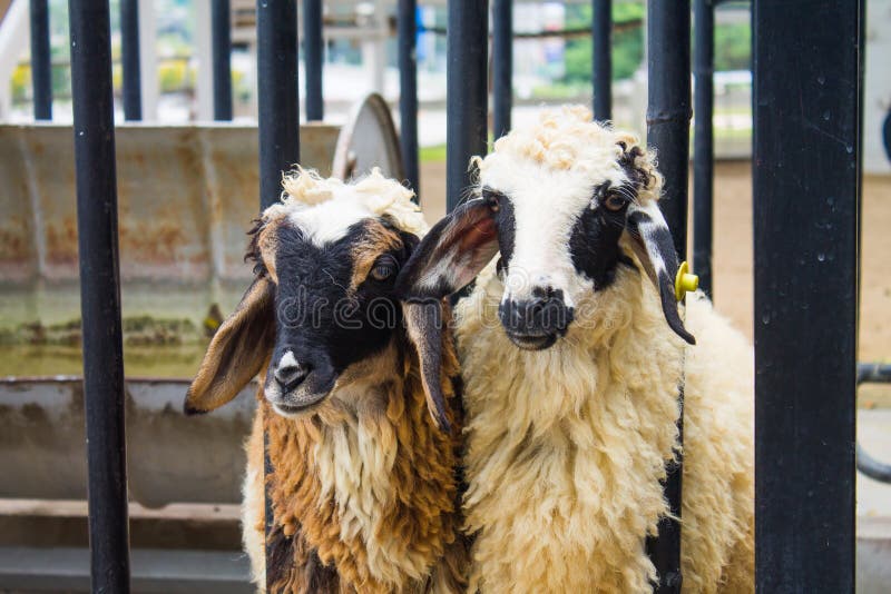Sheep in stall stock photo. Image of countryside, livestock - 66445330