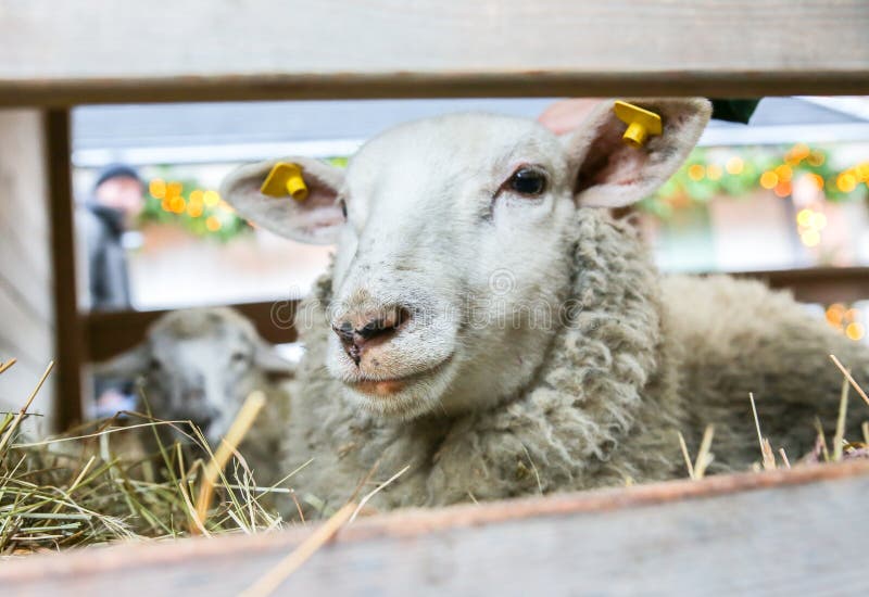 Sheep in the Stall of a Wooden Barn. Farm in Scotland Stock Image ...