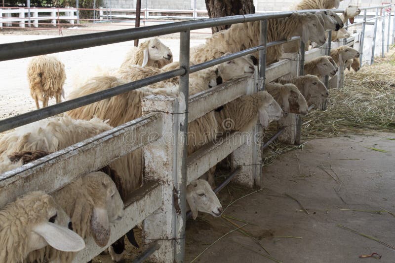 Sheep in the stall stock photo. Image of farming, produstion - 20856848