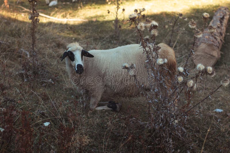 Kneeling Sheep Stock Photos - Free & Royalty-Free Stock Photos from ...