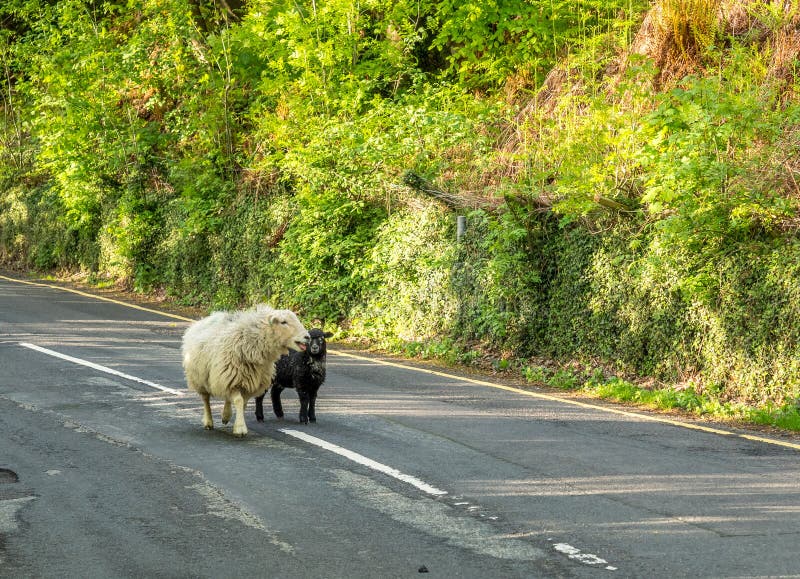 1,059 England Sheep Road Stock Photos - Free & Royalty-Free Stock ...