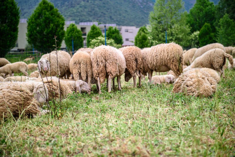 View of sheep on pasture stock photo. Image of farm - 134318970