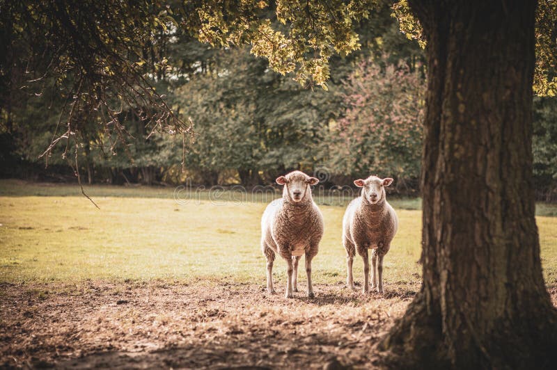 2 Sheep Stand Under a Tree and Look into the Camera Stock Photo - Image ...