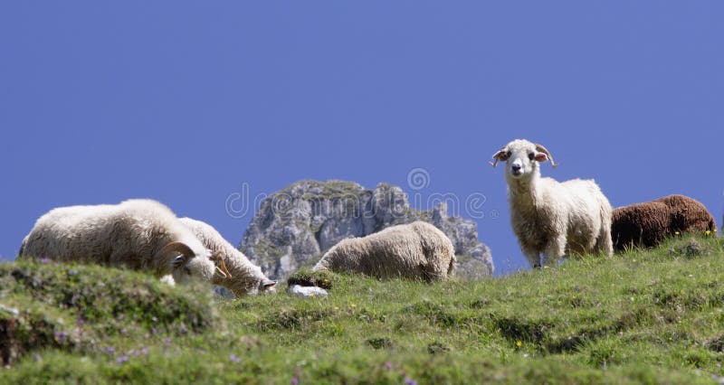 Sheep standing stock image. Image of grass, sheeps, farmland - 10228453