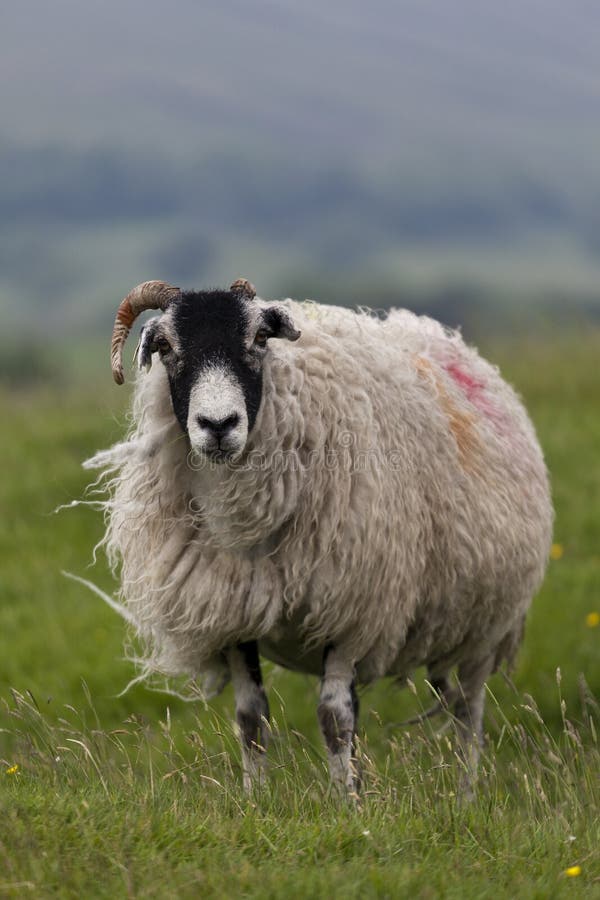 Sheep standing stock image. Image of moor, coat, yorkshire - 27518483