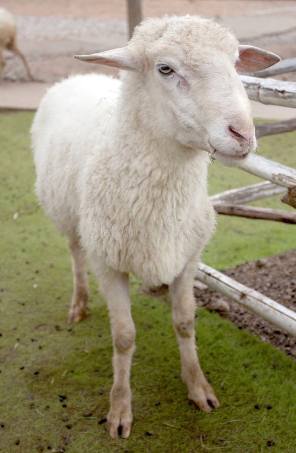A sheep standing stock photo. Image of natural, white - 38214894