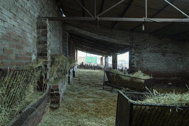 Sheep Standing on the Dry Grass in the Old Brick Barn Stock Photo ...