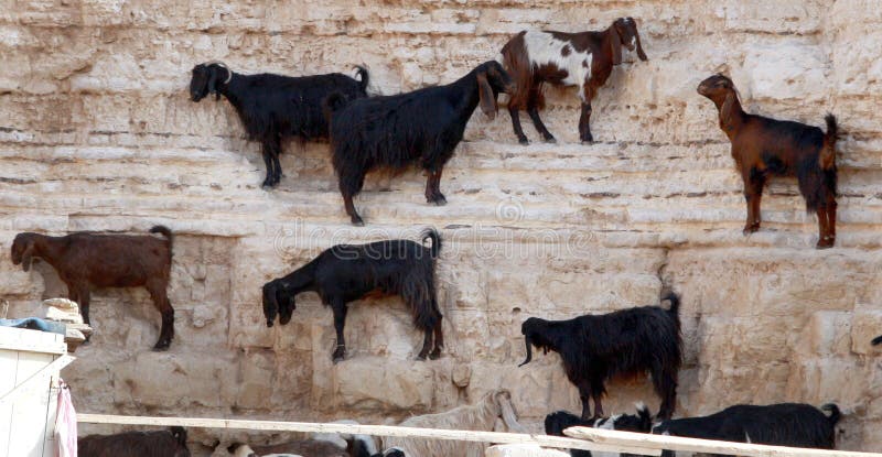 Sheep Standing on the Edge of a Mountain Stock Photo - Image of ...
