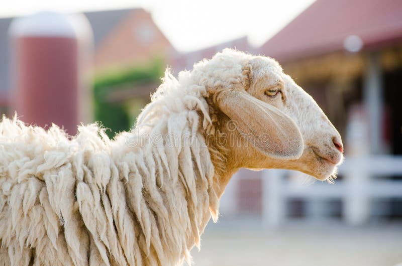 Sheep standing. stock image. Image of stand, full, body - 38755427