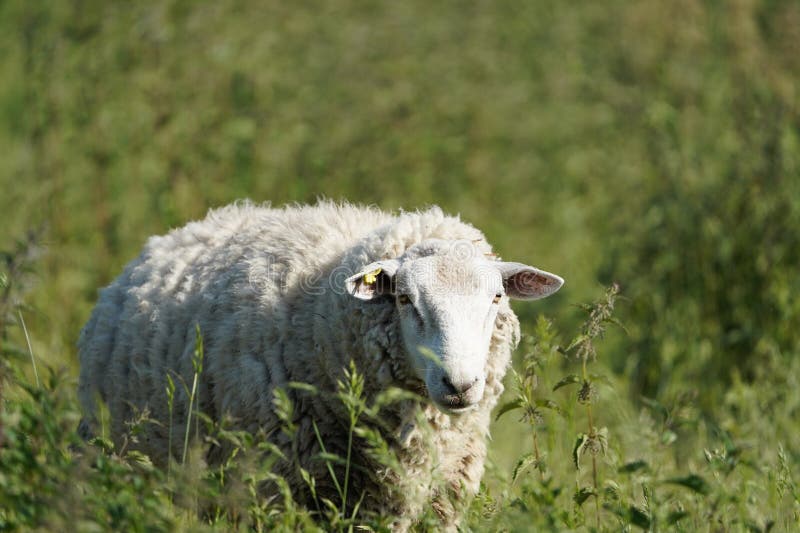 A Sheep is Standing in a Field of Grass Stock Photo - Image of spring ...