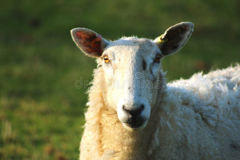 Sheep Standing in Grass Field Stock Photo - Image of cattle, watching ...