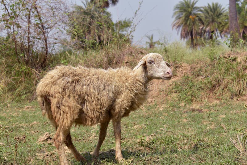 A Sheep Standing in the Ground Stock Photo - Image of land, farmed ...