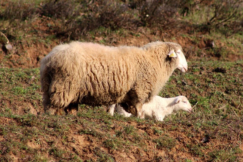 Sheep Standing and Looking Around while Little Lamb Eats Grass Stock ...