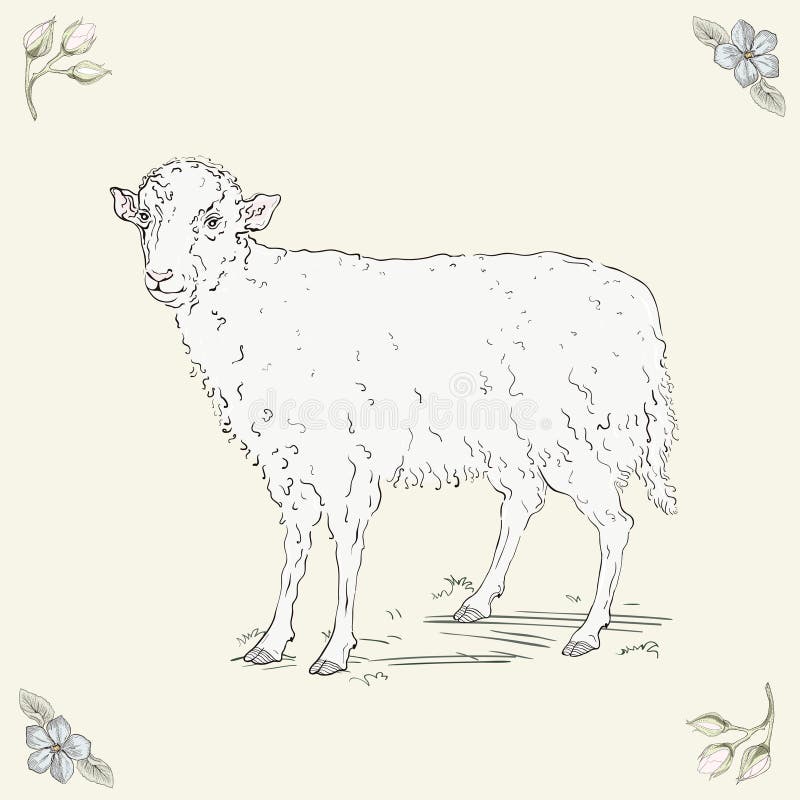 Sheep Standing in the Meadow Stock Vector - Illustration of farm ...