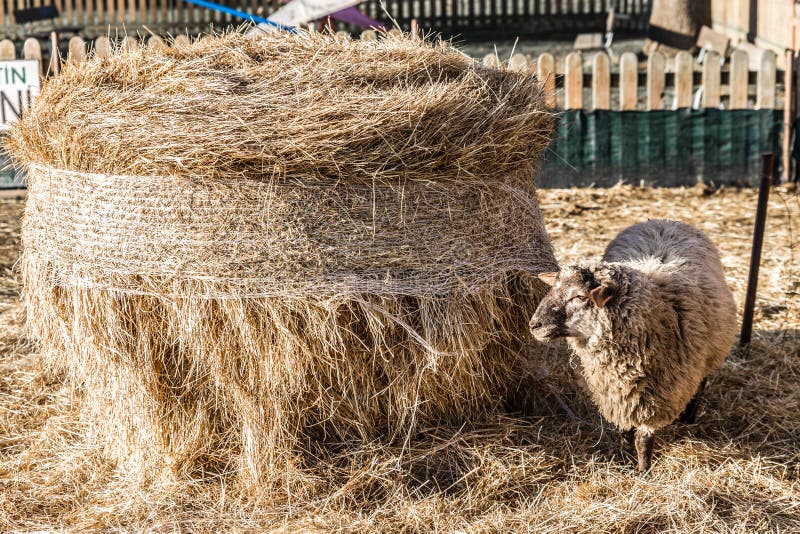Sheep Standing Next To the Big Stack of Hay Stock Photo - Image of ...