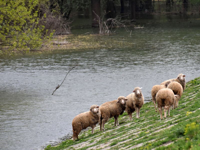 Sheep Standing on the Riverbank Grazing the Grass Stock Image - Image ...