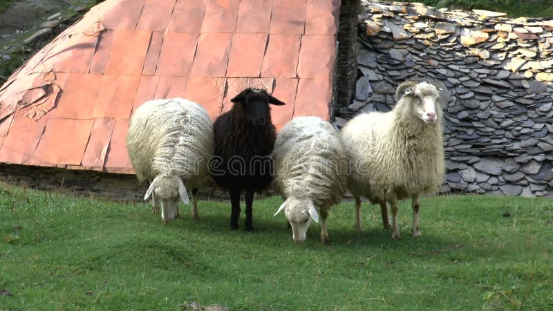 Art & Collectibles standing together Sheep in a Row Acrylic etna.com.pe