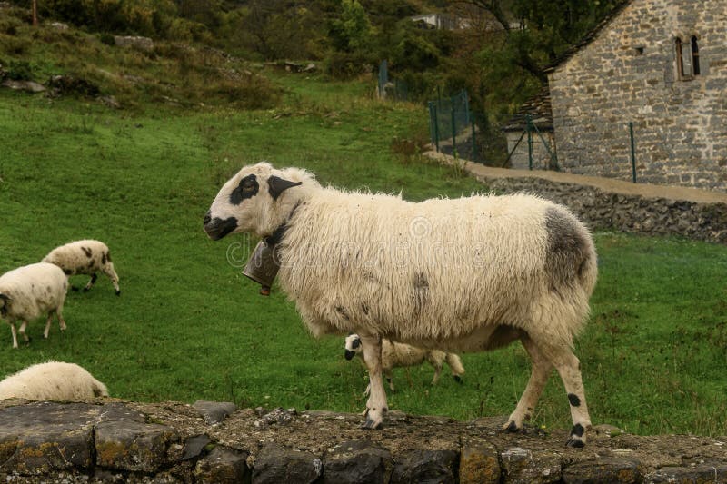 Sheep Standing on a Stone Wall in a Misty Green Landscape Stock Photo ...