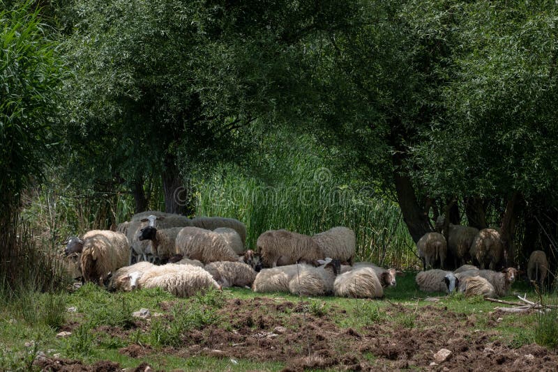 Sheep Standing Under a Tree. Sheep Flock Rests in a Tree Shade Stock ...