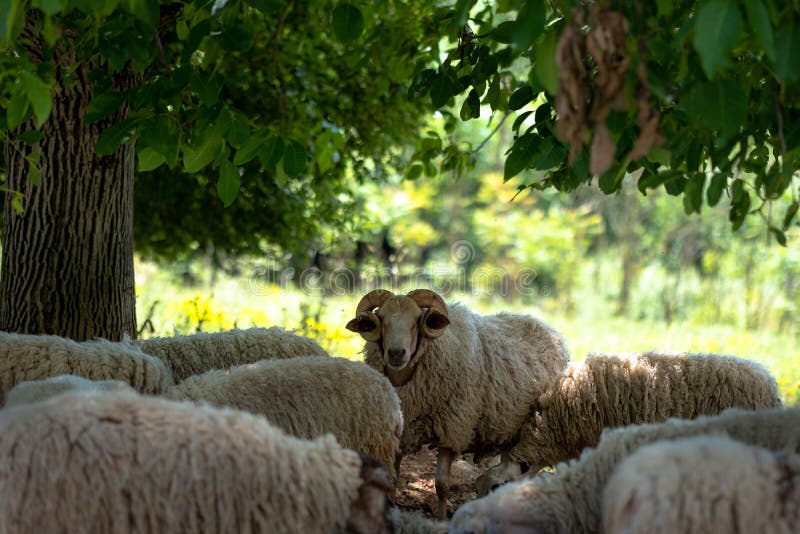 Sheep Standing Under a Tree. Sheep Flock Rests in a Tree Shade Stock ...