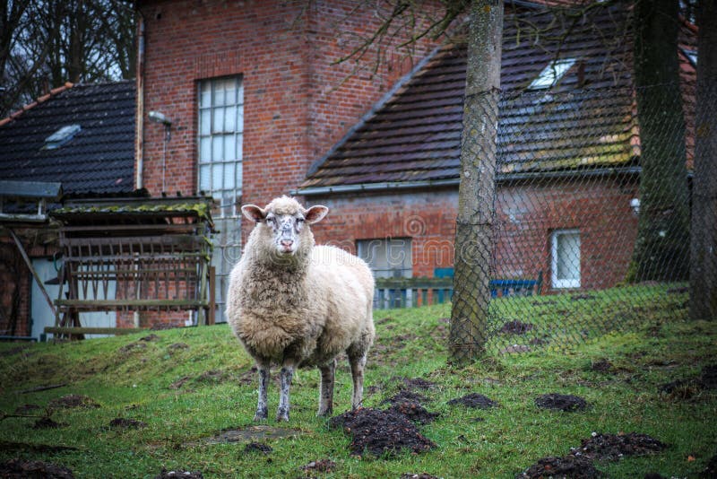 Sheep Stands Alone in a Meadow Chewing Grass Stock Photo - Image of ...