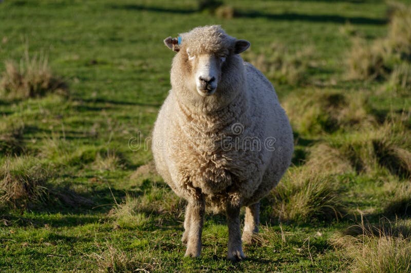 A Ewe is Looking Straight at the Camera while Standing in a Paddock ...