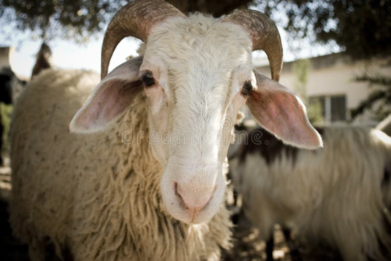 Sheep Stare stock image. Image of goat, look, sheep, eyes - 3956249
